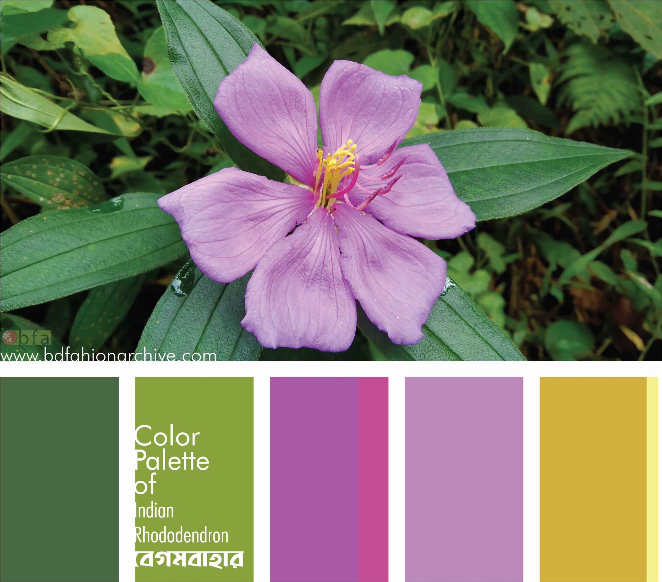 দাঁতরাঙা। INDIAN RHODODENDRON - Bangladesh Fashion Archive